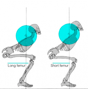 Why Can't I Squat Deeper? - Capital Physiotherapy